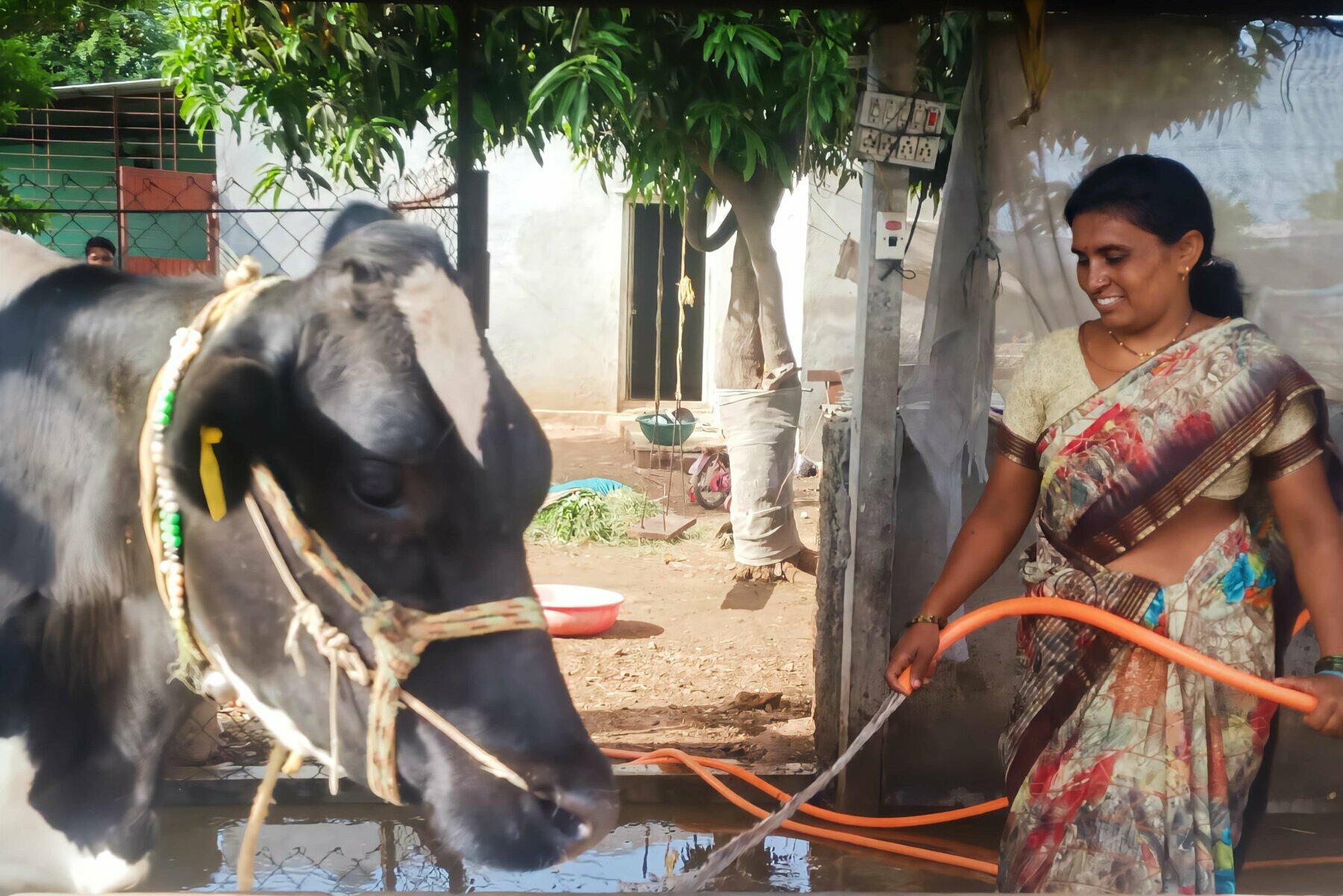 Green energy provides a triple win for women dairy farmers in India ...
